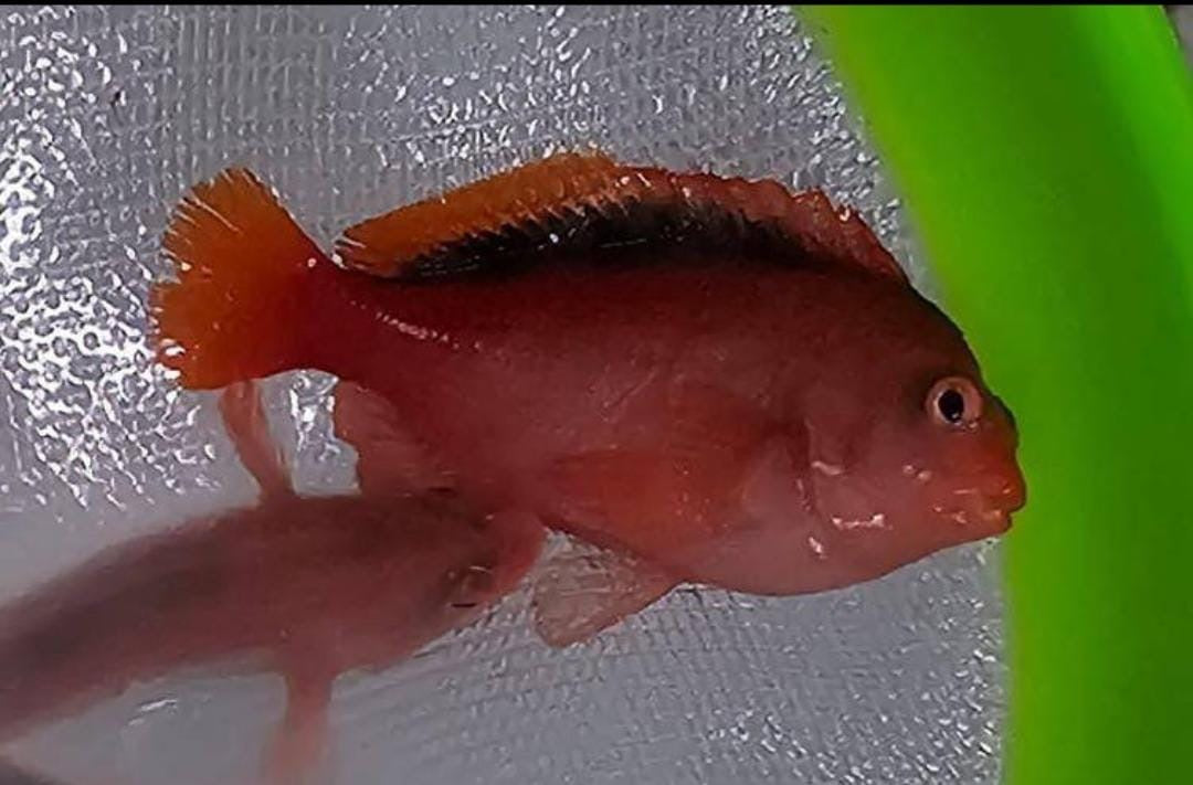 Flame Hawk – ReefMarketSG