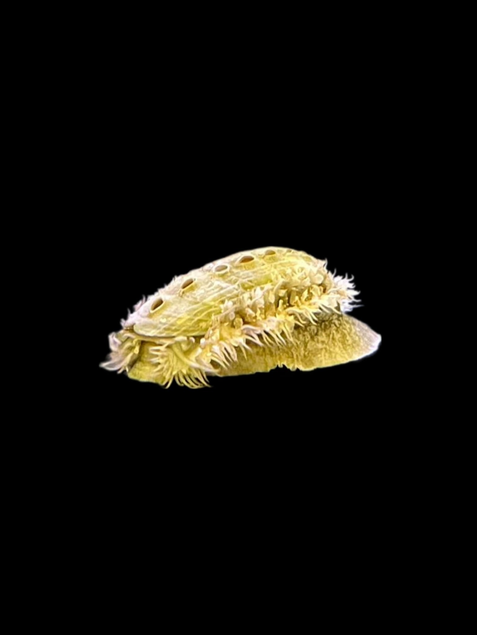 Abalone (Haliotis sp.) – ReefMarketSG