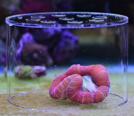 aquaticExclusive Acrylic Coral Feeding Protection Cover – ReefMarketSG ...